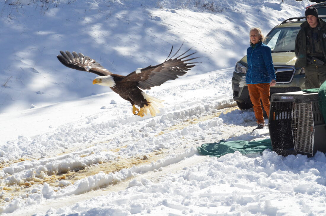 Eagle Returns To The Wild After 5-Month Rehab | News, Sports, Jobs ...